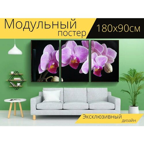 Модульный постер "Орхидеи, цветок, розовый" 180 x 90 см. для интерьера