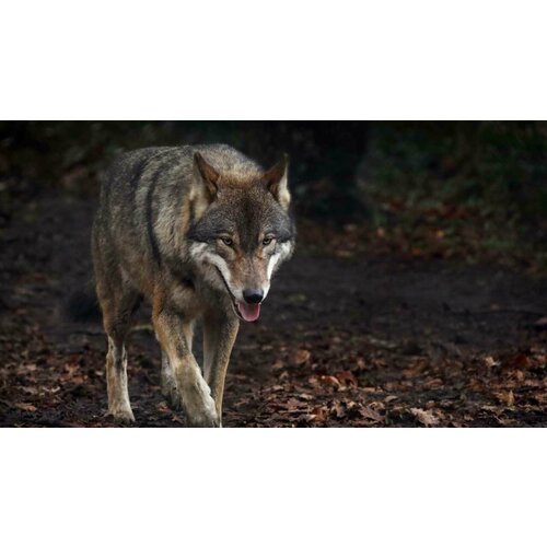 Картина на холсте 60x110 LinxOne "Волк высунутый язык хищник" интерьерная для дома / на стену / на кухню / с подрамником