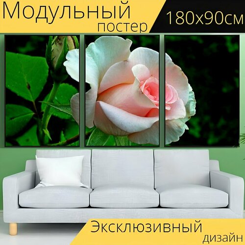 Модульный постер "Роуз, цветок, розовый" 180 x 90 см. для интерьера