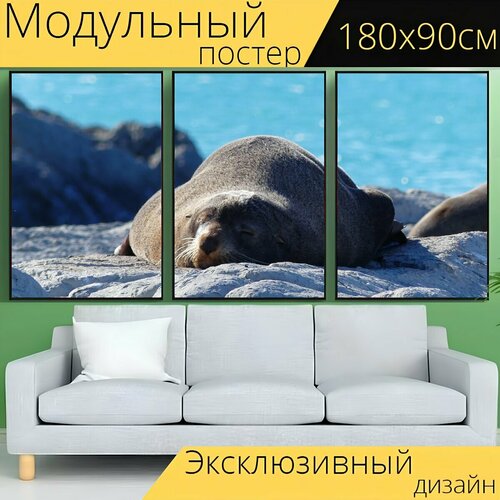Модульный постер "Тюлень, морской лев, море" 180 x 90 см. для интерьера