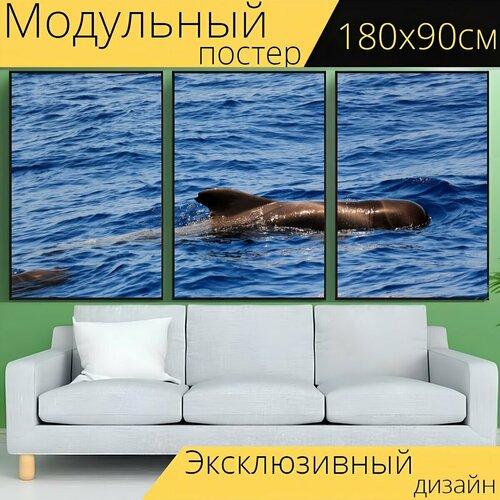 Модульный постер "Тенерифе, киты, морские млекопитающие" 180 x 90 см. для интерьера