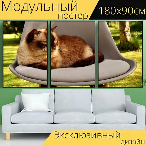 Модульный постер "Британская короткошерстная кошка, кот, домашняя кошка" 180 x 90 см. для интерьера
