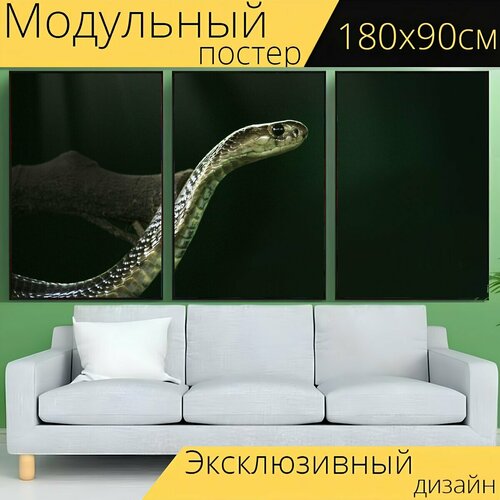 Модульный постер "Королевская кобра, кобра, змея" 180 x 90 см. для интерьера