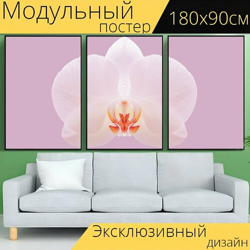Модульный постер "Розовый, орхидея, природа" 180 x 90 см. для интерьера