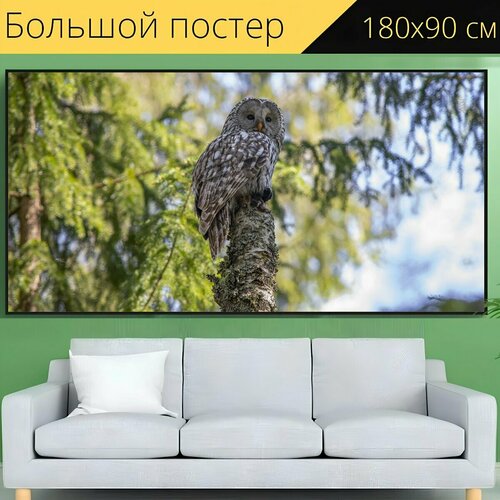 Большой постер "Уральская сова, сова, птица" 180 x 90 см. для интерьера