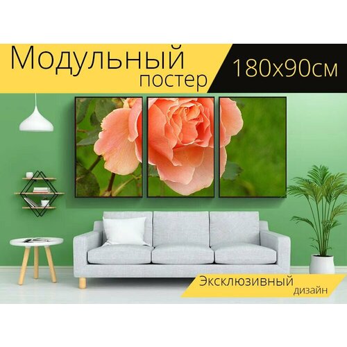Модульный постер "Роуз, цветок, сад" 180 x 90 см. для интерьера