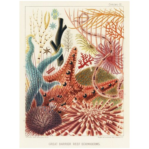 Постер / Плакат / Картина Иглокожие животные Большого Барьерного рифа 40х50 см в раме