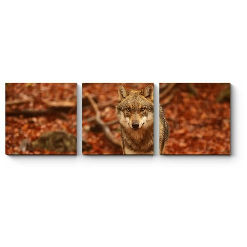 Модульная картина Волк в осеннем лесу 200x67