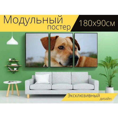 Модульный постер "Животное, собачий, крупный план" 180 x 90 см. для интерьера