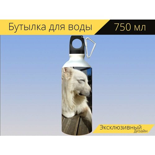 Бутылка фляга для воды "Швейцарская белая овчарка, животные, собака" 750 мл. с карабином и принтом