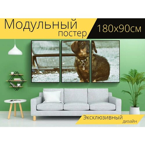 Модульный постер "Жесткошерстная такса, собака, животное" 180 x 90 см. для интерьера