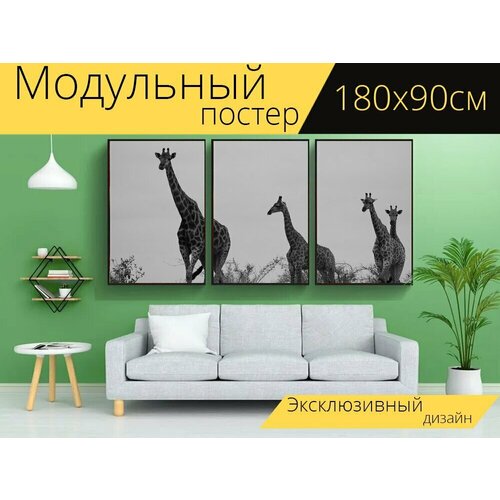 Модульный постер "Сафари, жирафа, африка" 180 x 90 см. для интерьера