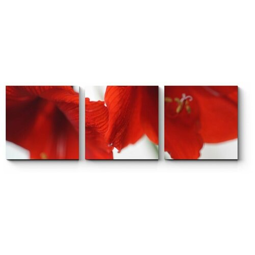 Модульная картина Красные цветы100x33
