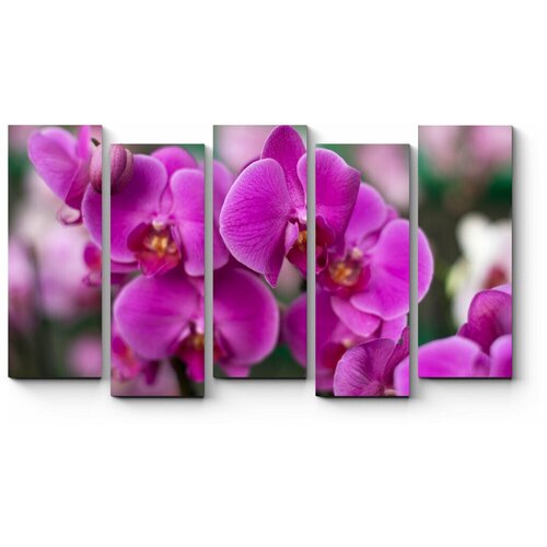Модульная картина Прекрасные и нежные орхидеи 90x52