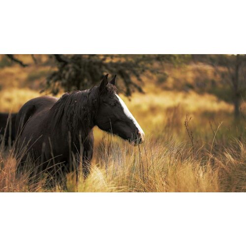 Картина на холсте 60x110 LinxOne "Лошадь грива трава конь поле" интерьерная для дома / на стену / на кухню / с подрамником