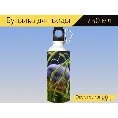 Бутылка фляга для воды "Пиранья, рыбы, опасный" 750 мл. с карабином и принтом