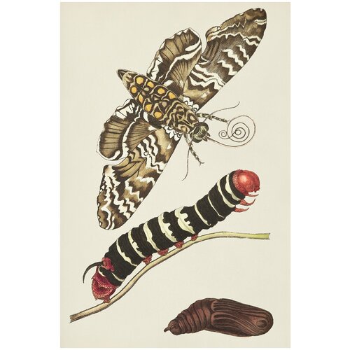Постер / Плакат / Картина Бабочки - Полосатая бабочка и черно-белая гусеница 60х90 см в раме