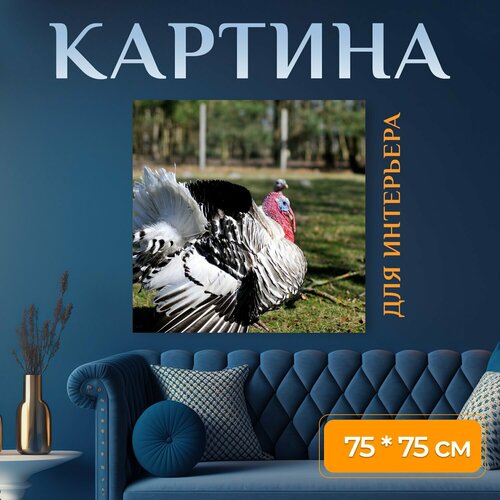 Картина на холсте "Турция, животное, дикий" на подрамнике 75х75 см. для интерьера