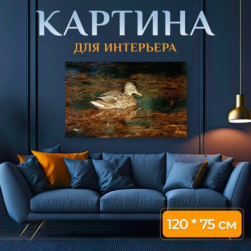 Картина на холсте "Утка, водоплавающая птица, животное" на подрамнике 120х75 см. для интерьера