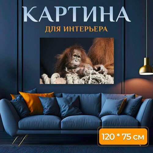 Картина на холсте "Обезьяна, животные, орангутанг" на подрамнике 120х75 см. для интерьера
