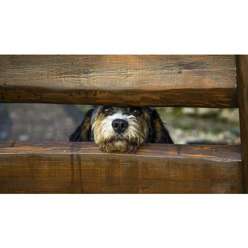 Картина на холсте 60x110 LinxOne "Друг Собака позитив забор" интерьерная для дома / на стену / на кухню / с подрамником