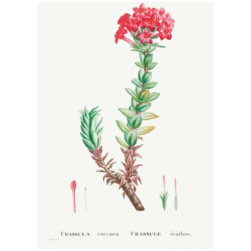 Постер / Плакат / Картина Дикие цветы - Красная Крассула 50х70 см в подарочном тубусе