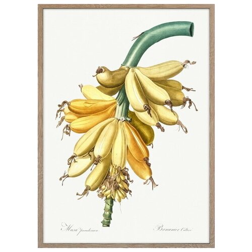 Плакат, постер на бумаге Ботаническая иллюстрация, банан, Скарлет. Ботанические рисунки, ботанические принты. Размер 21 х 30 см
