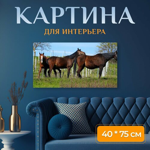 Картина на холсте "Лошади, животные, луг" на подрамнике 75х40 см. для интерьера
