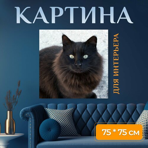 Картина на холсте "Плутать, уличный кот, кошка" на подрамнике 75х75 см. для интерьера