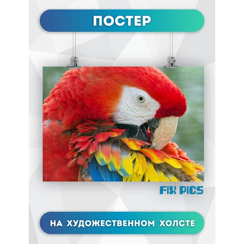 Постер на холсте Попугай (48) 40х60 см
