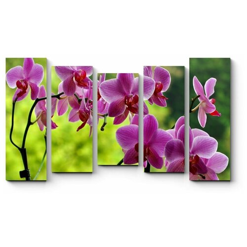 Модульная картина Неподражаемые орхидеи 140x84