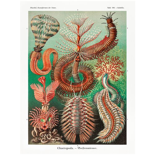 Постер / Плакат / Картина Щетинконогие черви 40х50 см в подарочном тубусе