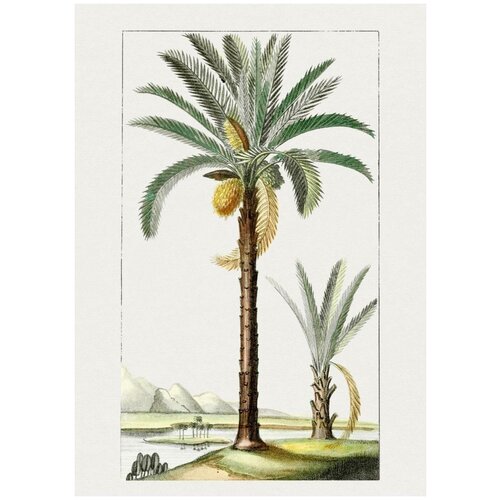 Постер / Плакат / Картина Пальмы - Большая и маленькая пальма 90х120 см в подарочном тубусе