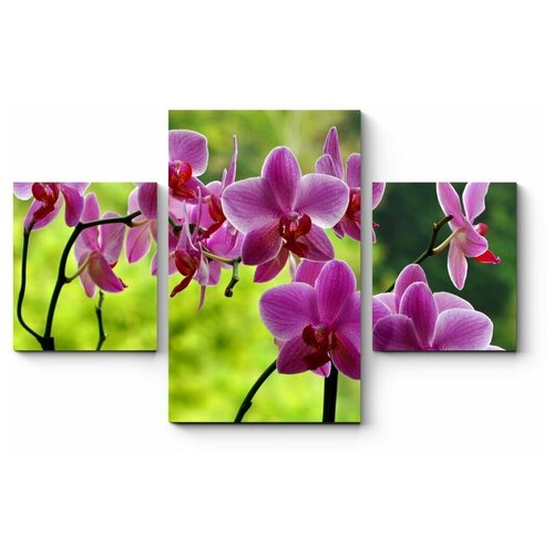 Модульная картина Неподражаемые орхидеи 120x78