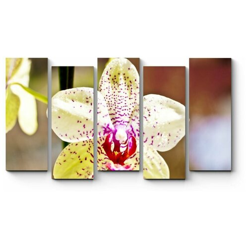 Модульная картина Тигровая орхидея 110x64
