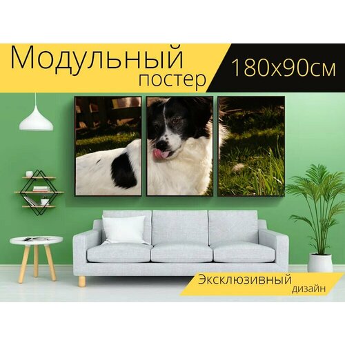 Модульный постер "Собака, портрет, лицо" 180 x 90 см. для интерьера