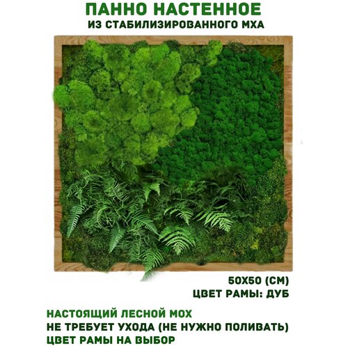 Панно из стабилизированно мха GardenGo в рамке цвета дуб, 50х50 см, цвет мха зеленый