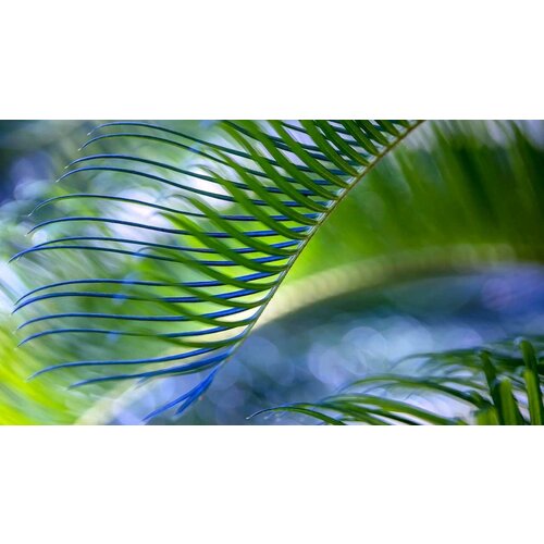 Картина на холсте 60x110 Альянс Лес "Лист зеленый пальма" на подрамнике / интерьер/ декор