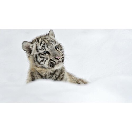 Картина на холсте 60x110 LinxOne "Зима котенок снег тигренок" интерьерная для дома / на стену / на кухню / с подрамником