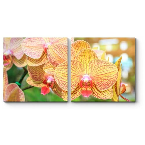 Модульная картина Тайская орхидея 140x70