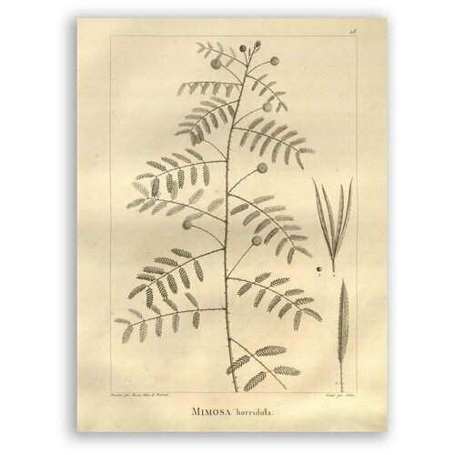 Гравюра Постер на бумаге / Mimosa horridula / Мимоза
