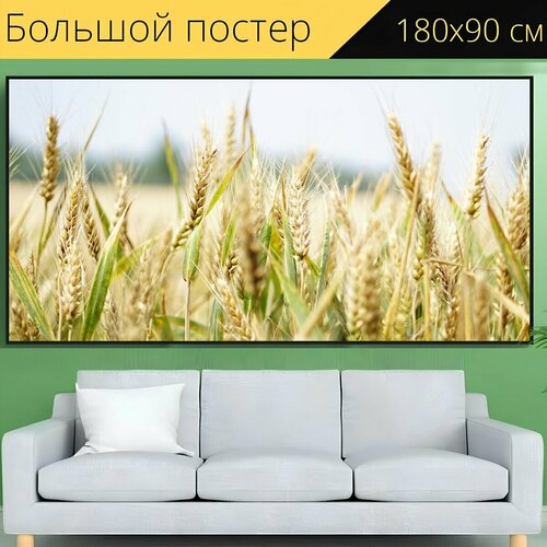 Большой постер "Пшеница, пшеничное поле, кукурузное поле" 180 x 90 см. для интерьера