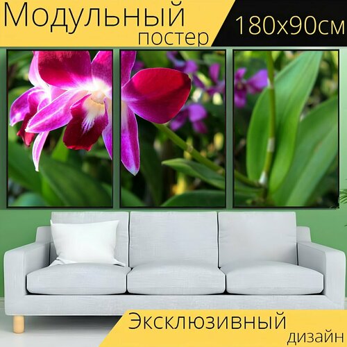 Модульный постер "Орхидея, цветок, природа" 180 x 90 см. для интерьера