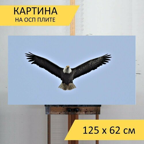 Картина на ОСП 125х62 см. "Белоголовый орлан, птица, хищник" горизонтальная, для интерьера, с креплениями