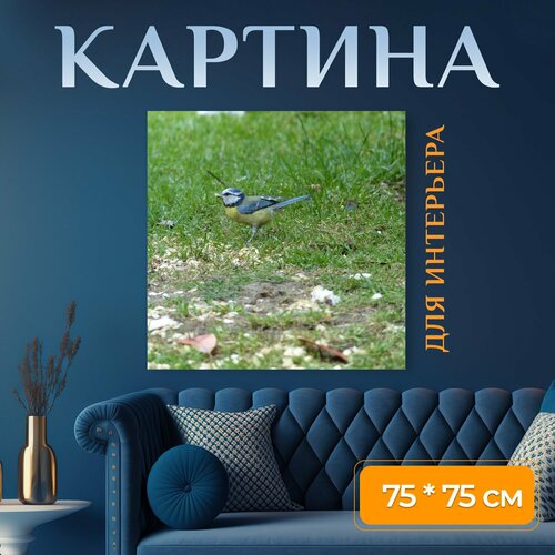 Картина на холсте "Лазоревка, птица, синица" на подрамнике 75х75 см. для интерьера