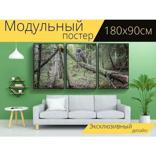 Модульный постер "Уральская сова, strix uralensis, птица" 180 x 90 см. для интерьера