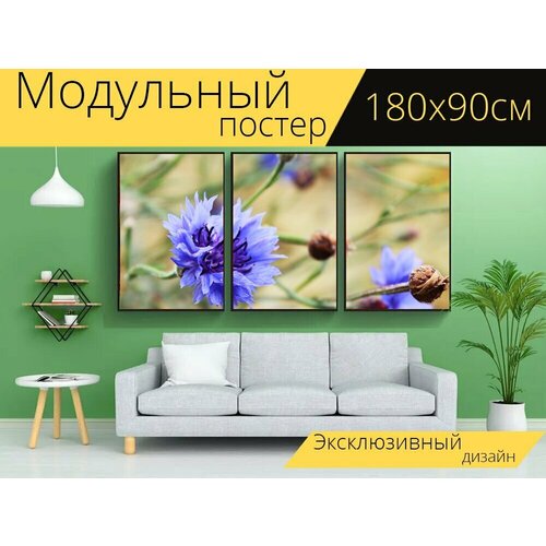 Модульный постер "Васильковый, цветок, синий" 180 x 90 см. для интерьера