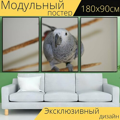Модульный постер "Попугай, африканский серый попугай, экзотика" 180 x 90 см. для интерьера