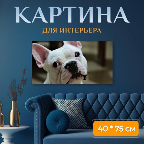 Картина на холсте "Французский бульдог, собака, домашний питомец" на подрамнике 75х40 см. для интерьера