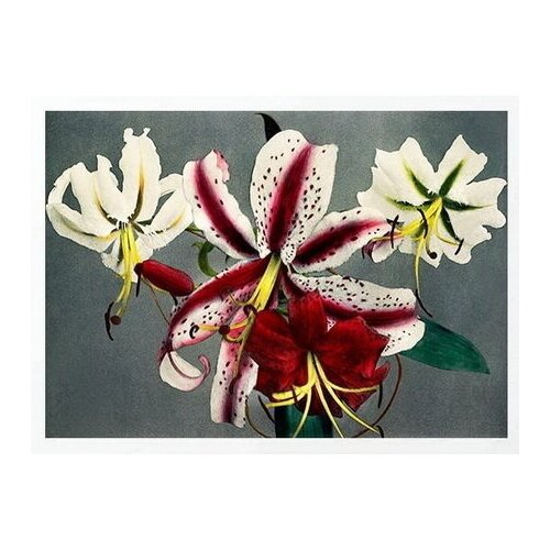 Плакат, постер на холсте лилия ботаническая живопись. Размер 21 х 30 см